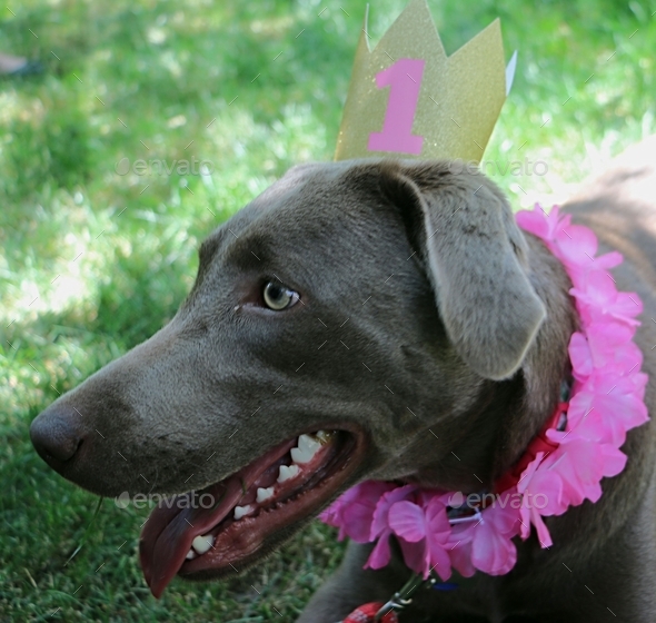 Silver Labrador puppy wearing crown and pink flower lei on first ...