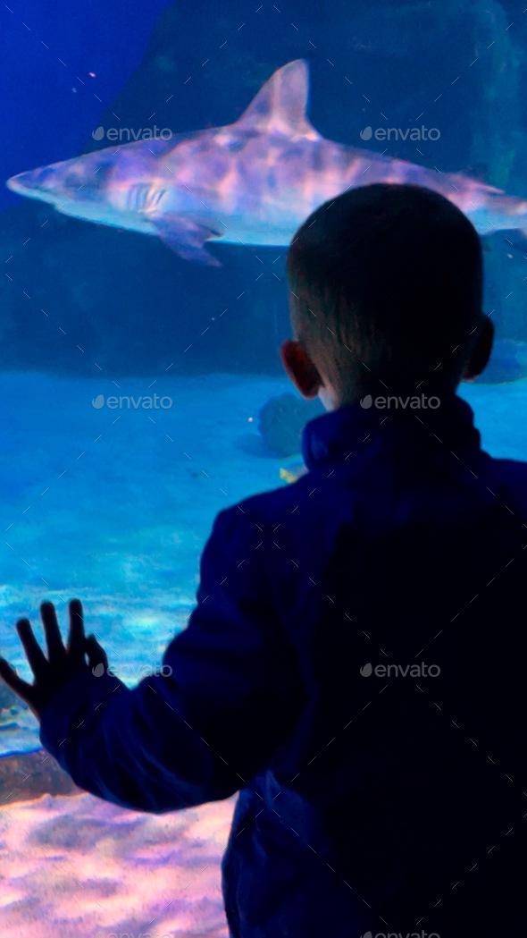 Silhouette little boy watching sharks at aquarium Stock Photo by ...