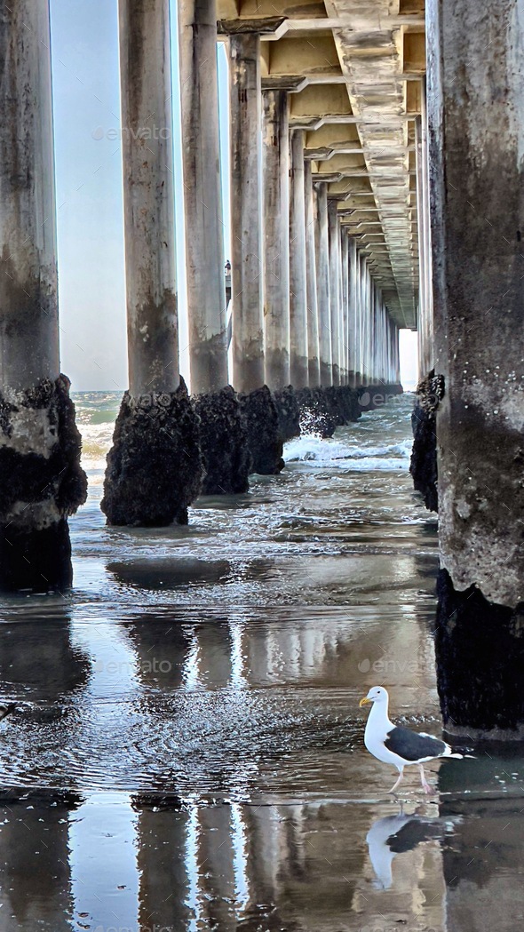 Reflection view beneath Huntington Pier Stock Photo by delightfully ...