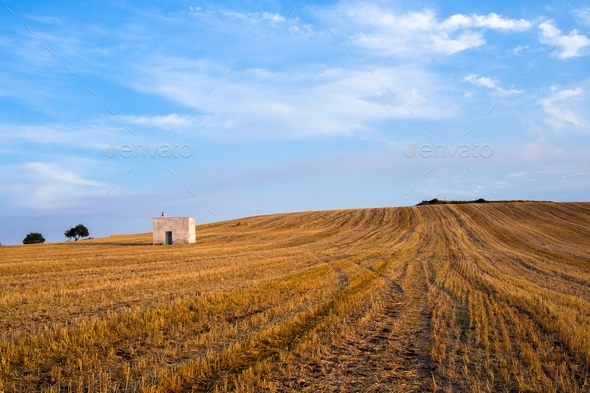 Southern italy landscape with summer fields Stock Photo by rattodisabina