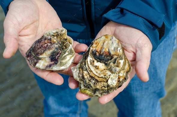 Two large sea shells in male hands. Closed oyster shells. Stock Photo ...
