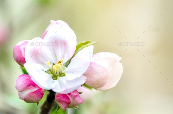 Apple blossom in the sun rays close-up, the beginning of spring, the ...