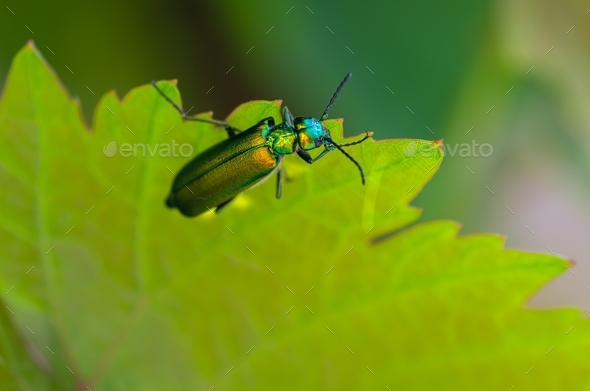 Bright green bug close-up on a green vine leaf, insects macro. Stock ...