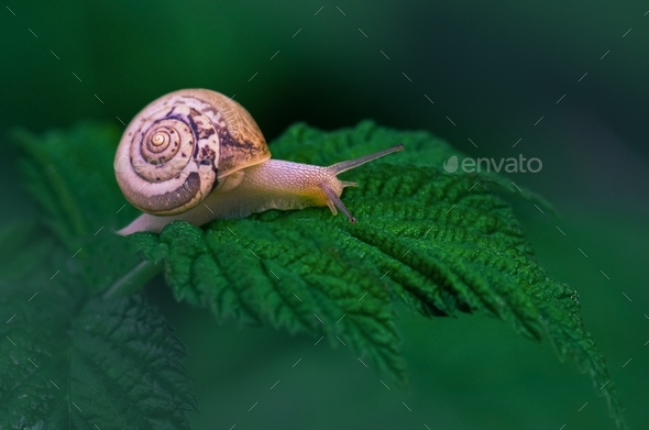Garden snail close-up on a green raspberry leaf, natural background ...