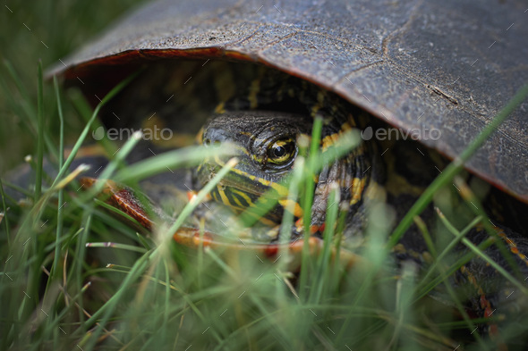 Ground level closeup of a painted turtle hiding in its shell behind ...