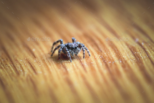 Macro of a tiny indoor jumping spider with many eyes crawling on a ...