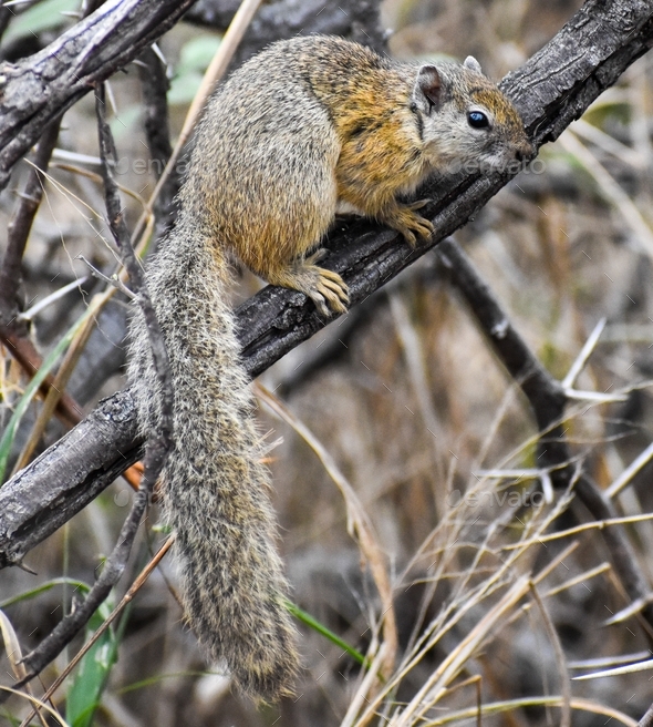 African Squirrel in Tree Stock Photo by venteranna | PhotoDune