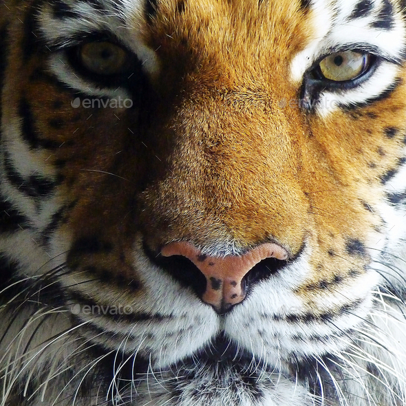 An extremely closeup portrait of a beautiful tiger’s face showing its ...