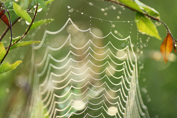 A beautiful veil looking spider web with few drops and soft green ...
