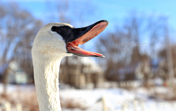 Trumpeter swan with its beak open, honking. Stock Photo by cbruggenthies