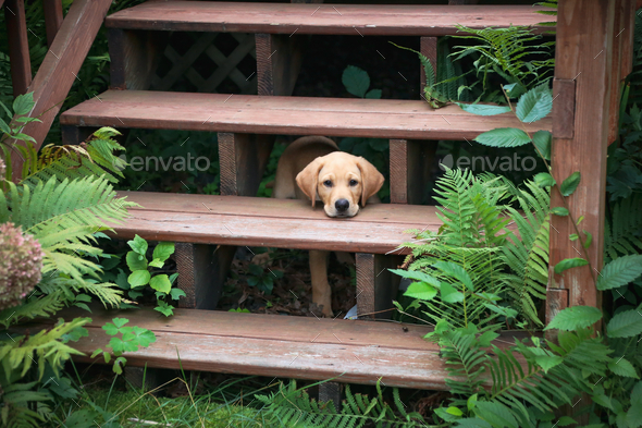 Sweet yellow lab puppy peeking out from under an outdoor wooden ...