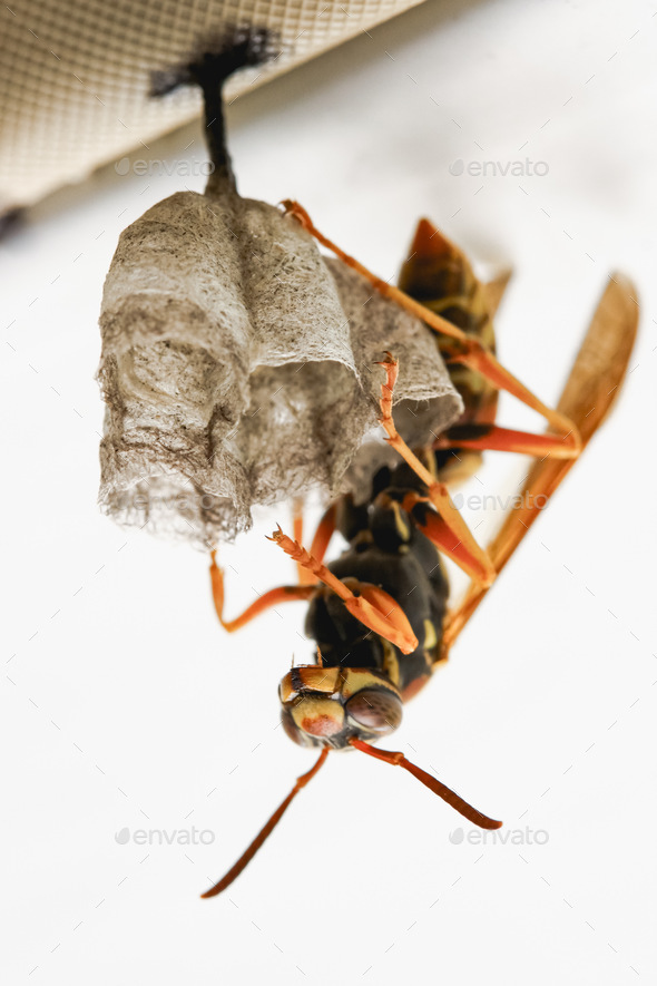 Closeup of an upside down paper wasp starting to build a nest. Stock ...
