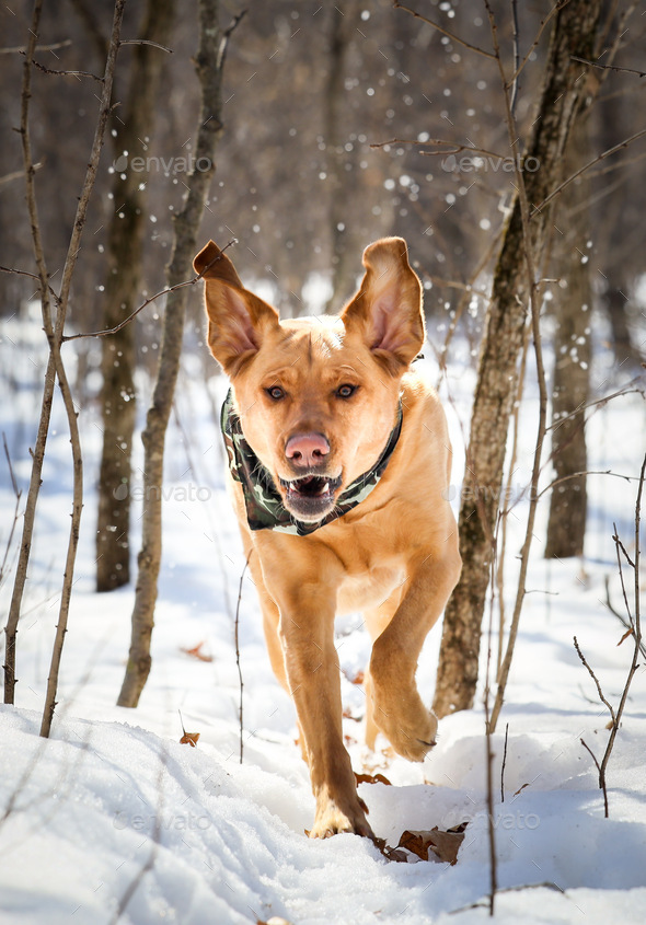 Happy yellow lab running through the snow looking at the camera with ...