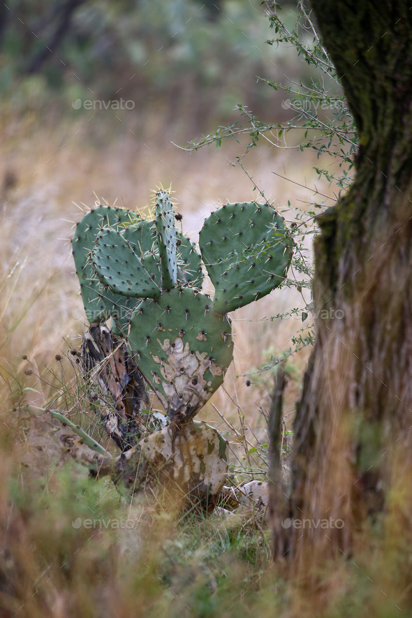 A bit of a weathered cactus next to a tree in a neutral colored natural ...