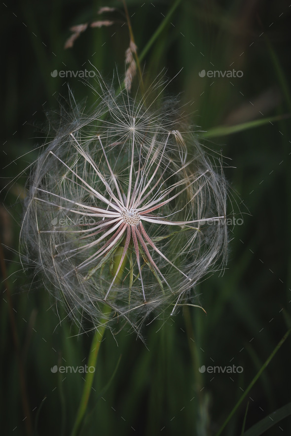 A unique look inside a goatsbeard seed head showing its large fluffy ...