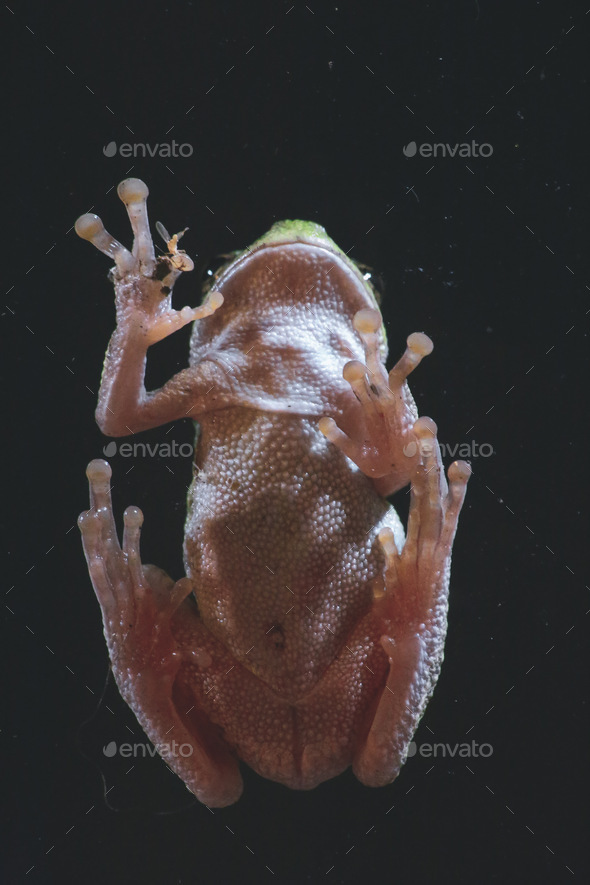 View of the underside of a tree frog as it clings to the window with it ...