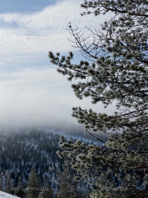 The silhouette of a tall spruce tree on the top of a hill, standing ...