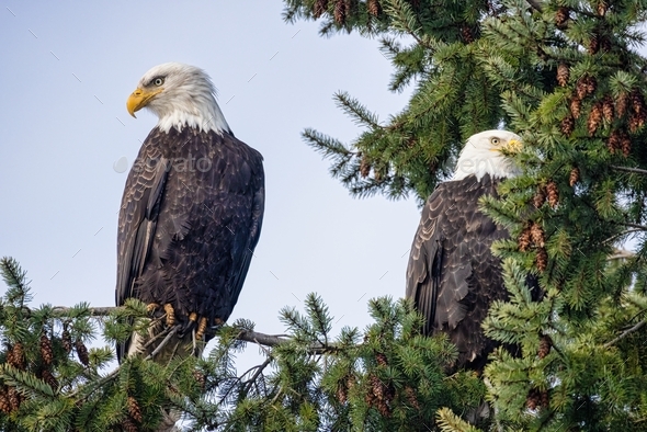 Bald Eagle side eye Stock Photo by zoomsbyooms | PhotoDune