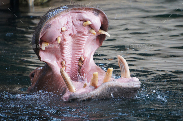 Hippopotamus opening its mouth Stock Photo by shannonfieldsphoto ...