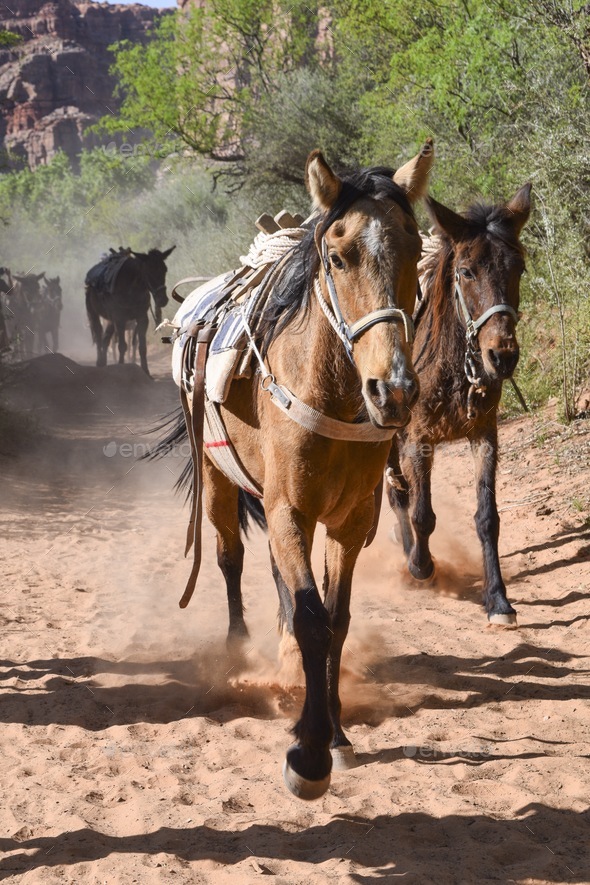 Pack Horses and Mules Coming Down the Trail Stock Photo by ...