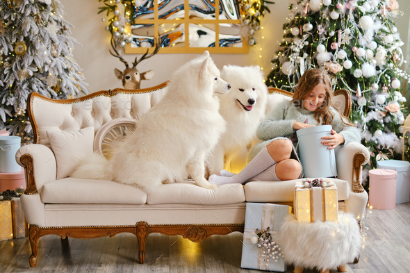Little cute girl sitting on the sofa with two Samoyed dogs Stock Photo ...