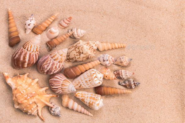beautiful beige seashells on the sand, background for travel ...