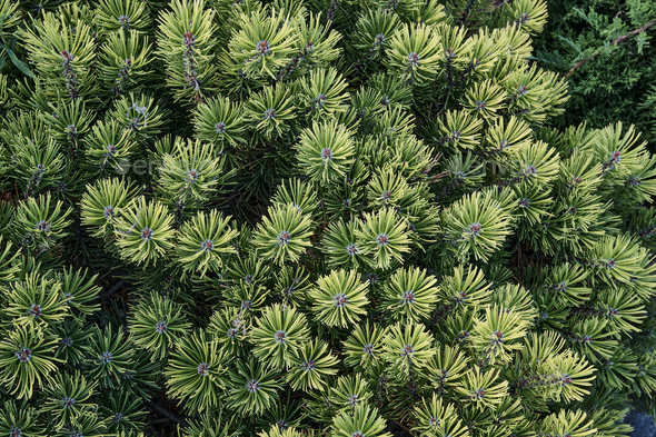 Coniferous branches of green pine. Top view. Stock Photo by 2ikononova