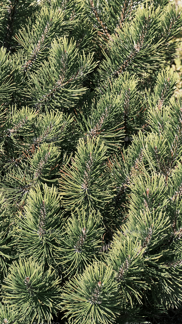 Close-up coniferous branches of pine tree. Top view Stock Photo by ...