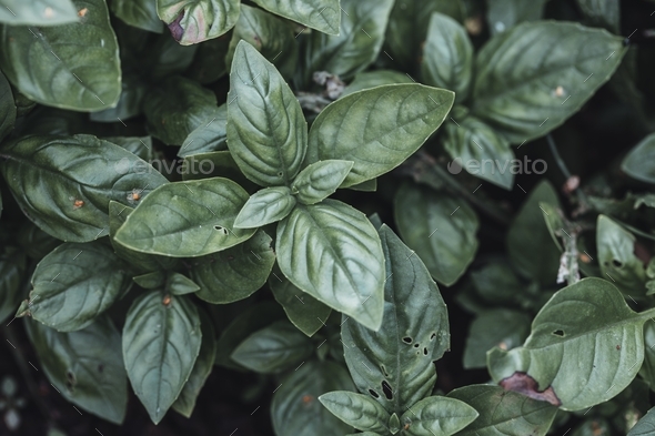Basil background Stock Photo by seyfutdinovaolga | PhotoDune