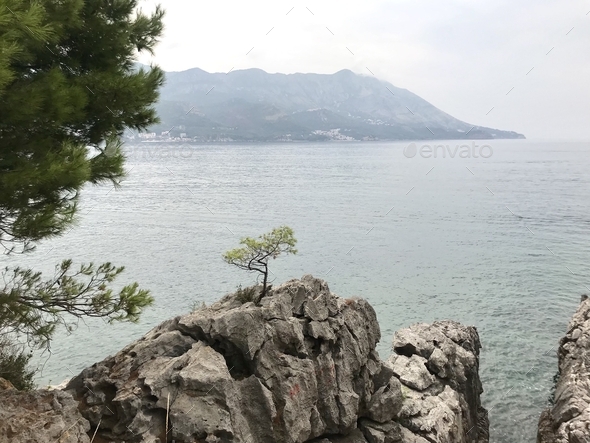 growing tree in the rock. Stock Photo by MarishkaTR | PhotoDune