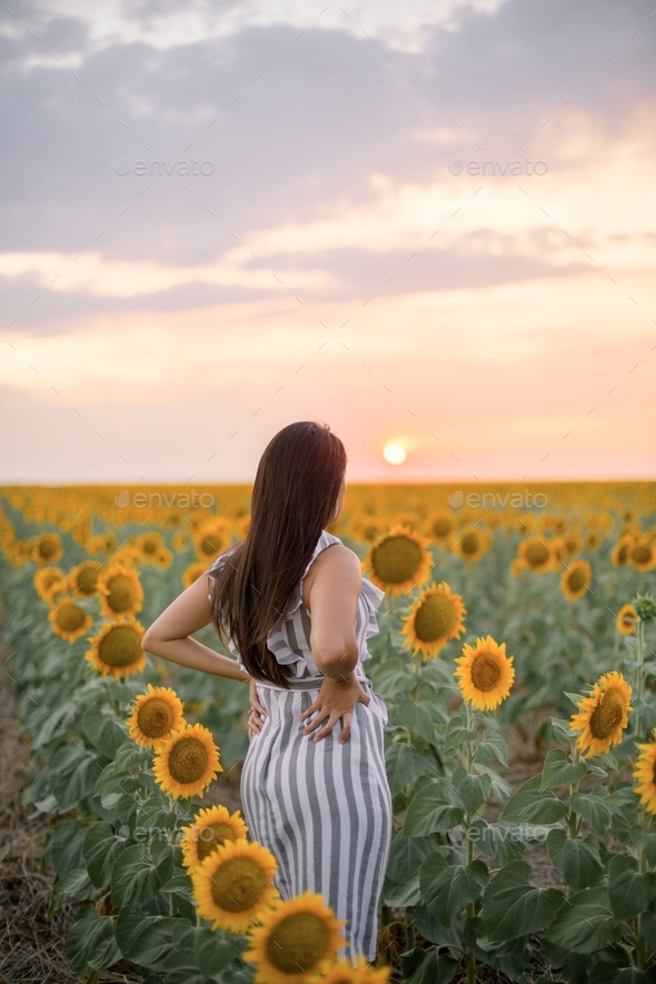 Young woman from behind enjoying a sunset in the middle of a sunflower ...