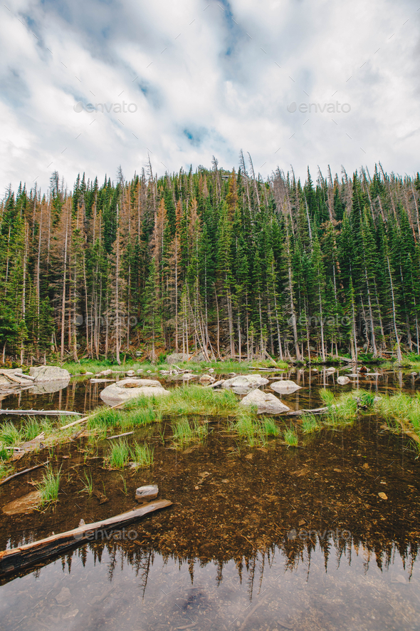 Beautiful scenery of pine trees and lake at a National park Stock Photo ...