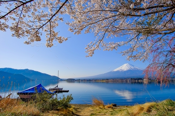 Mount Fuji and beautiful Cherry Blossom in Spring Season at Lake ...