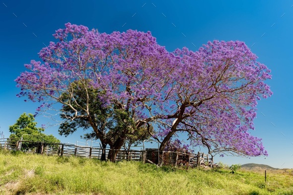 Purple Jacaranda tree in the country. Stock Photo by mmichael164 ...