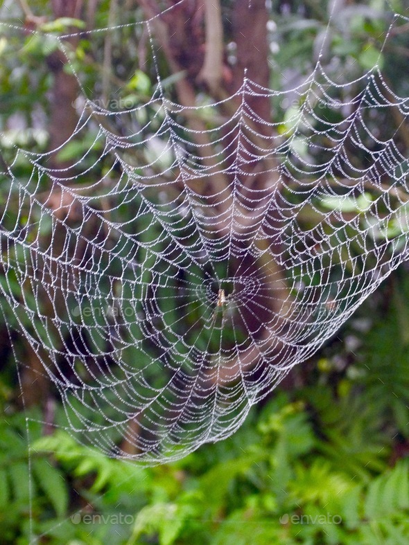 Big spider web Stock Photo by MayFayStudio | PhotoDune