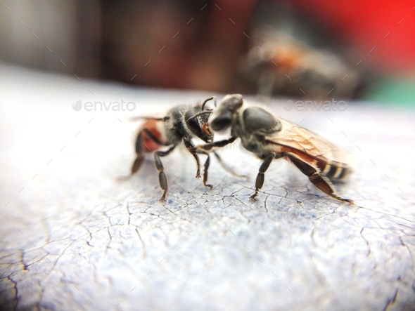 Zoom in the bee fighting on plastic broad Stock Photo by torngkot ...