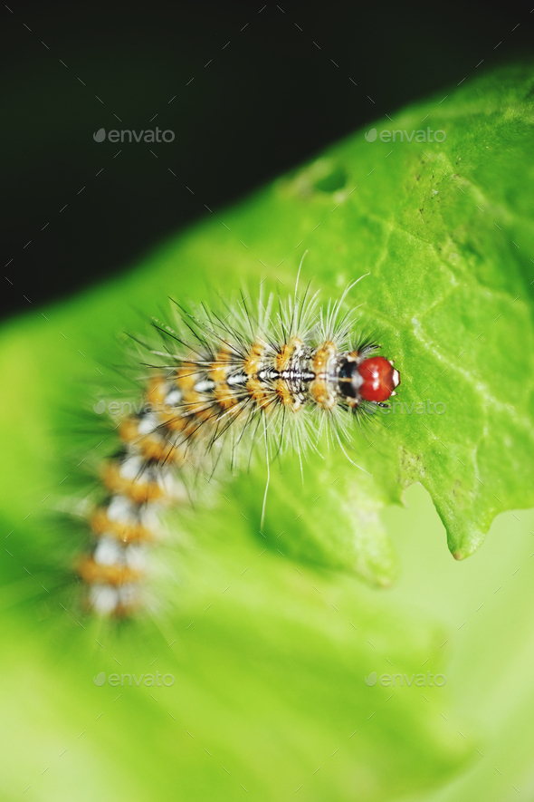 Colorful centipede on the green leaves Stock Photo by MayFayStudio
