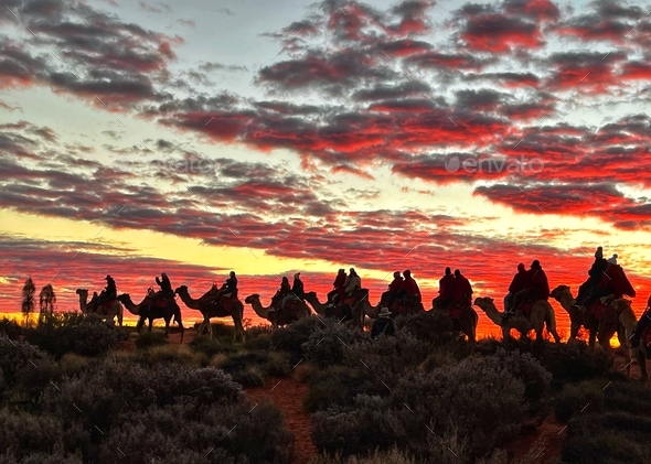 Camel train crossing the desert at sunrise Stock Photo by Cheryl_P