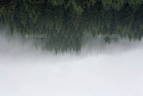 Fog and evergreen forest, upside down Stock Photo by mirarahneva ...