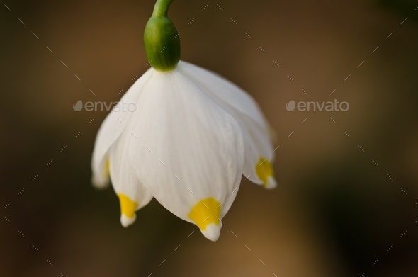 Beautiful white blooming spring snowflakes, wild in a forest similar ...