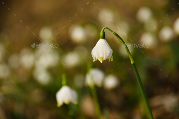 Beautiful white blooming spring snowflakes, wild in a forest similar ...