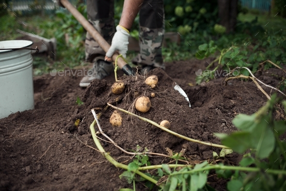 harvest. man dig the potatoes. summer in the countryside Stock Photo by ...