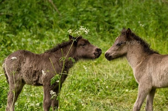 two very sweet grey foals playing and staying together in the meadow ...