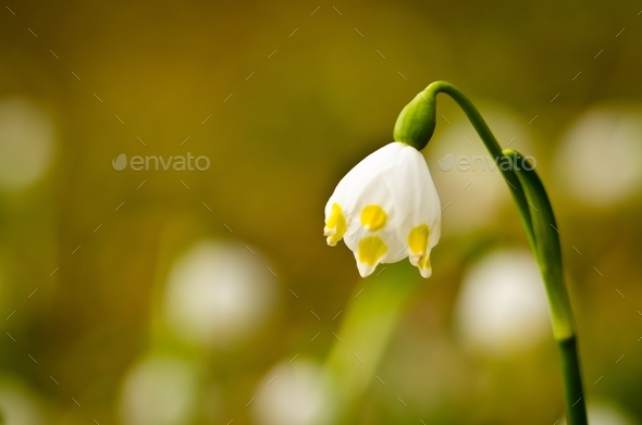 Beautiful white blooming spring snowflakes, wild in a forest similar ...