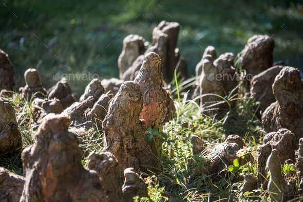 Bold Cypress tree roots growths from the ground, natural light on it ...