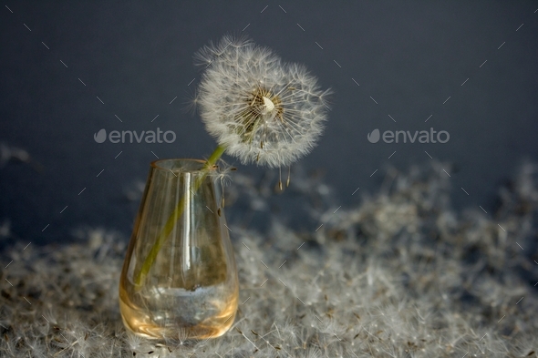 Still life of dandelion in small glass vase on dandelion seeds ...