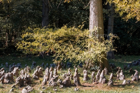 Bald cypress tree roots, magic place Stock Photo by mirarahneva | PhotoDune
