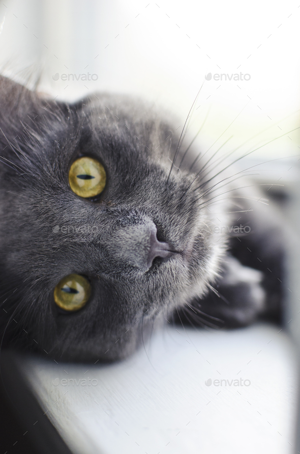 Eyes on eyes Stock Photo by ajknapp | PhotoDune