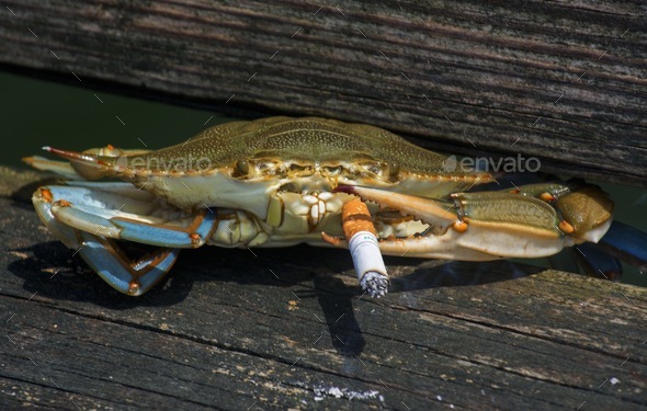 Crab smoking a cigarette Stock Photo by ashleyhallphotonnk | PhotoDune