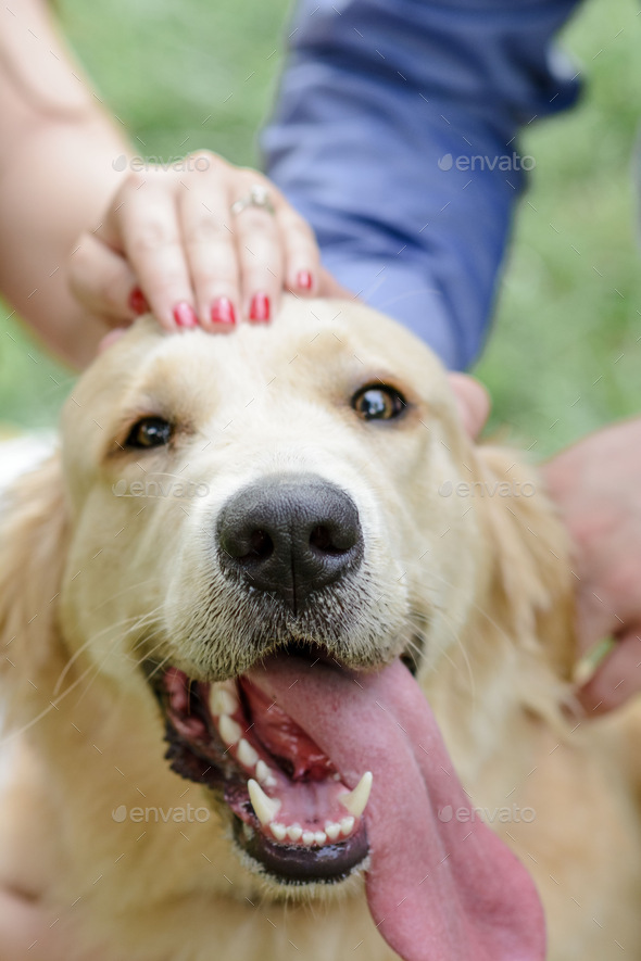 Golden retriever puppy with his humans Stock Photo by ashleyhallphotonnk